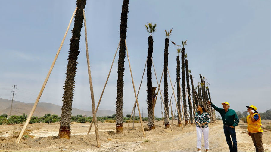 Árboles que consuman poca agua serán plantados en parques de Lima ...