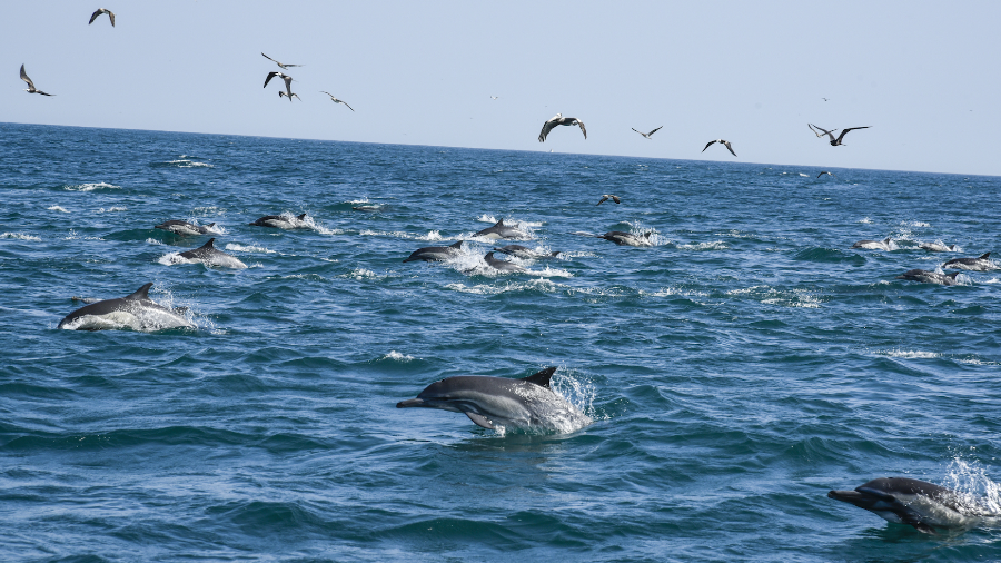 Esta es la importancia del Día Mundial de los Mares | TVPerú