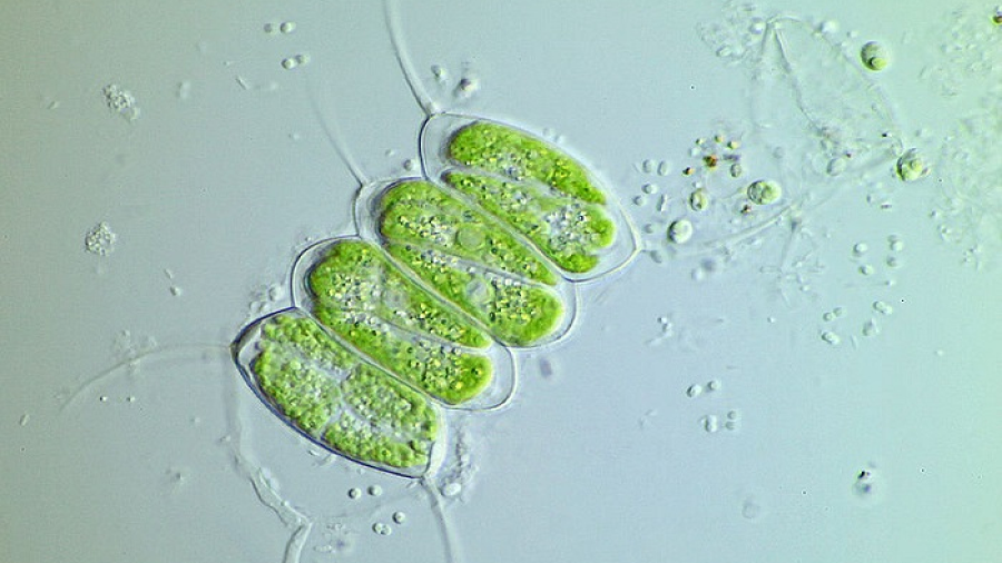 Investigadores de la UNMSM elaboran productos beneficiosos para el ...