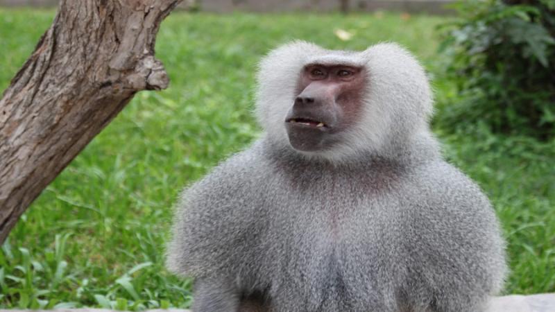 Parque de las Leyendas ofrece diversas actividades por el Día Mundial ...