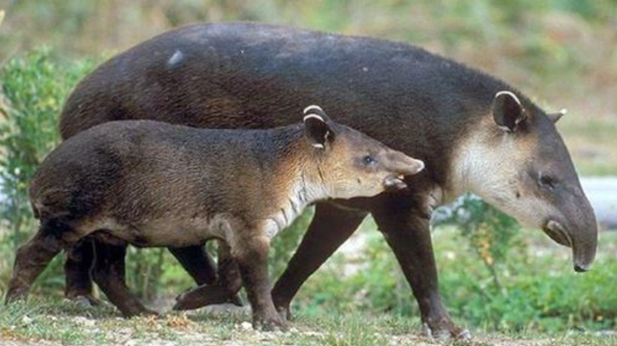 Piura: Avistan a ejemplar de tapir andino en área de conservación de ...
