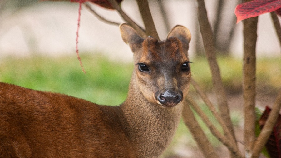 Conoce al venado rojo en el Parque de las Leyendas | TVPerú